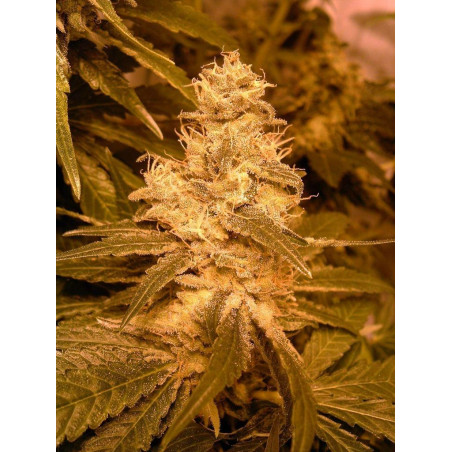 Auto Kush | Female Seeds | Semillas autoflorecientes