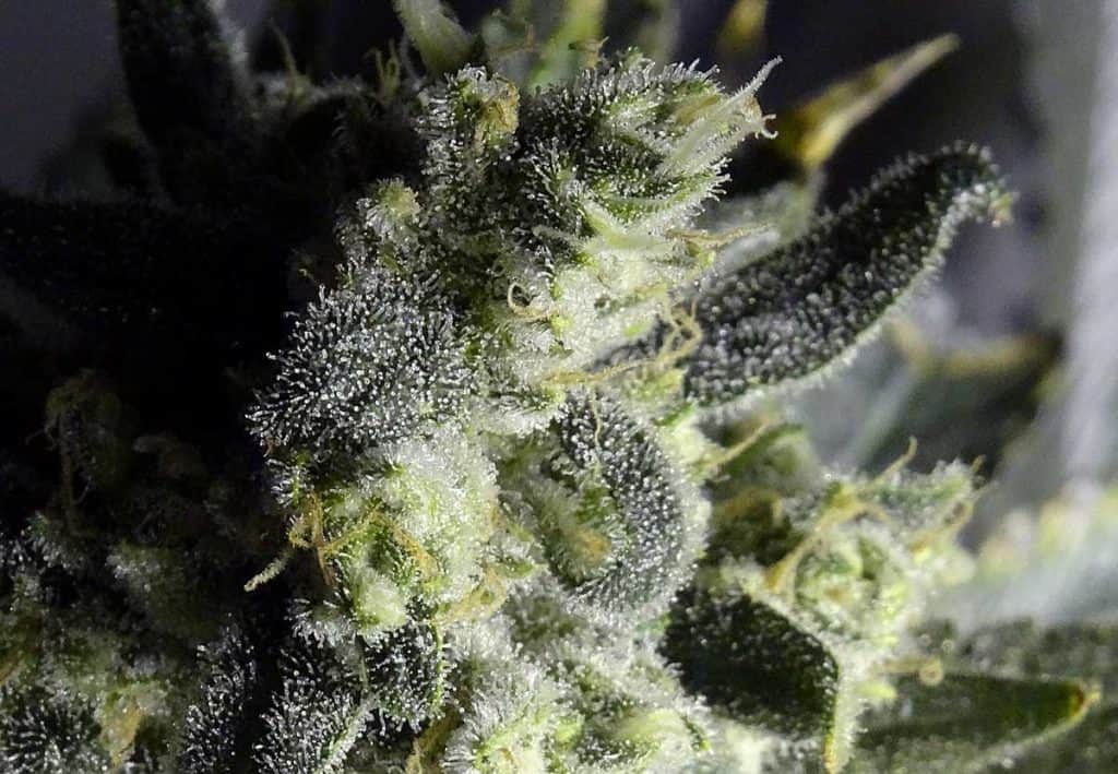 Los tricomas de la marihuana, descubre todo sobre ellos
