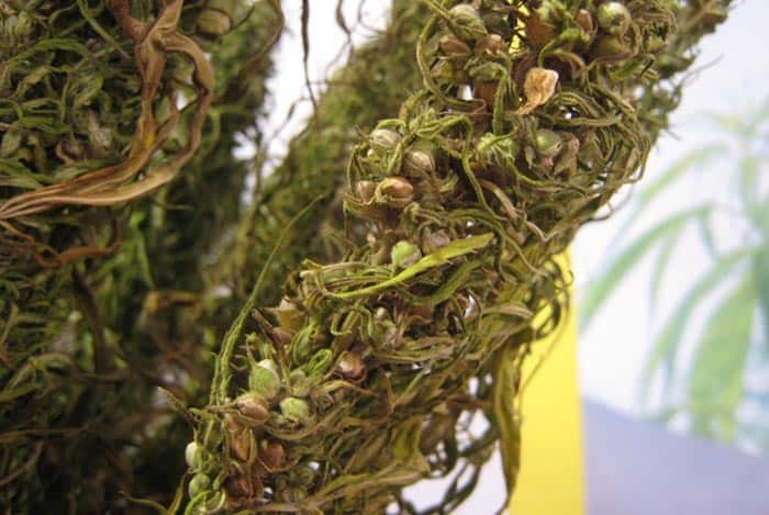 Flores de cáñamo, todo sobre los cogollos no psicoactivos